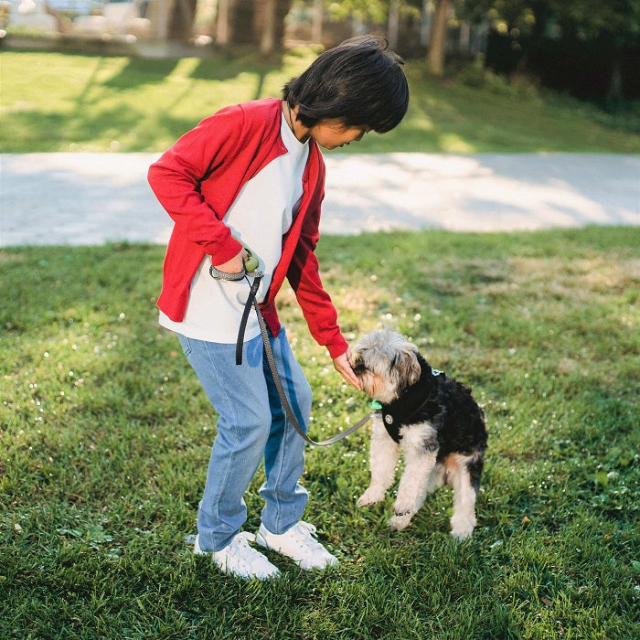 Companion Planting Strategies: Cultivating a Healthy and Diverse Garde ...