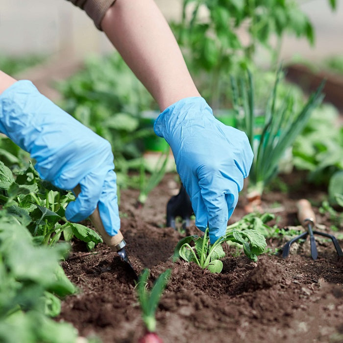 Back to Basics: Starting Your Garden Right with Organic Seedlings – SavanaGarden