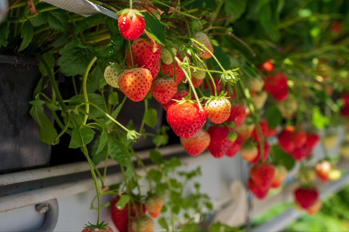 Fruitful Gardens: Your Complete Guide to Growing Fruits at Home ...