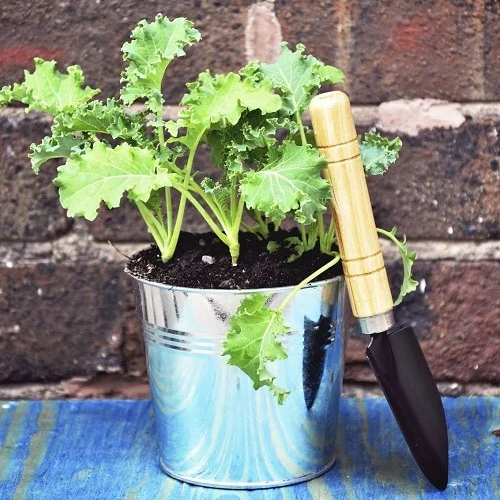 Container Gardening: The Ultimate Guide to Growing Kale – SavanaGarden
