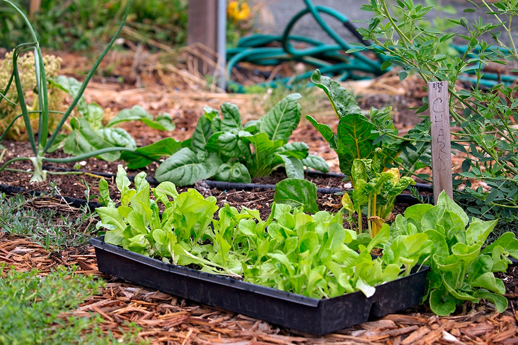 Understanding Why Fall Gardens Fail and How to Fix Them – SavanaGarden