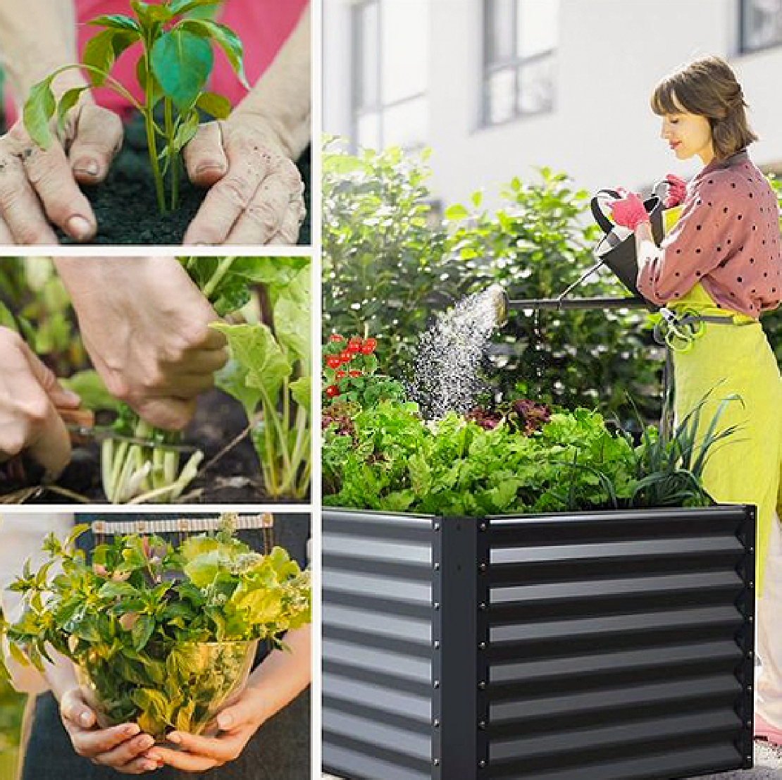 Choosing the Right Trees for Your Lawn: A Comprehensive Guide ...
