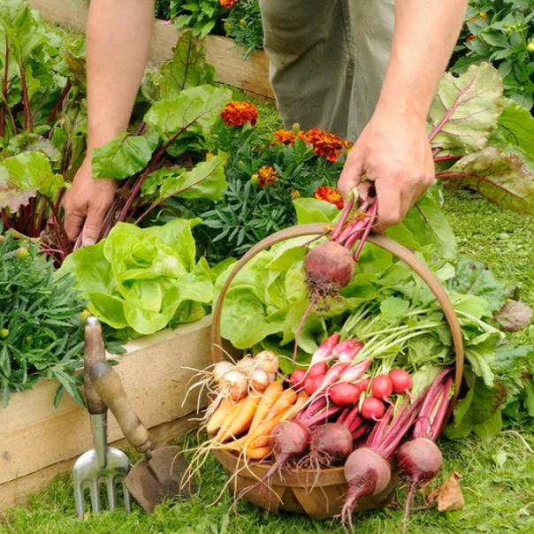 5 Fast-Growing Intercrops to Maximize Your Vegetable Garden's Potentia ...