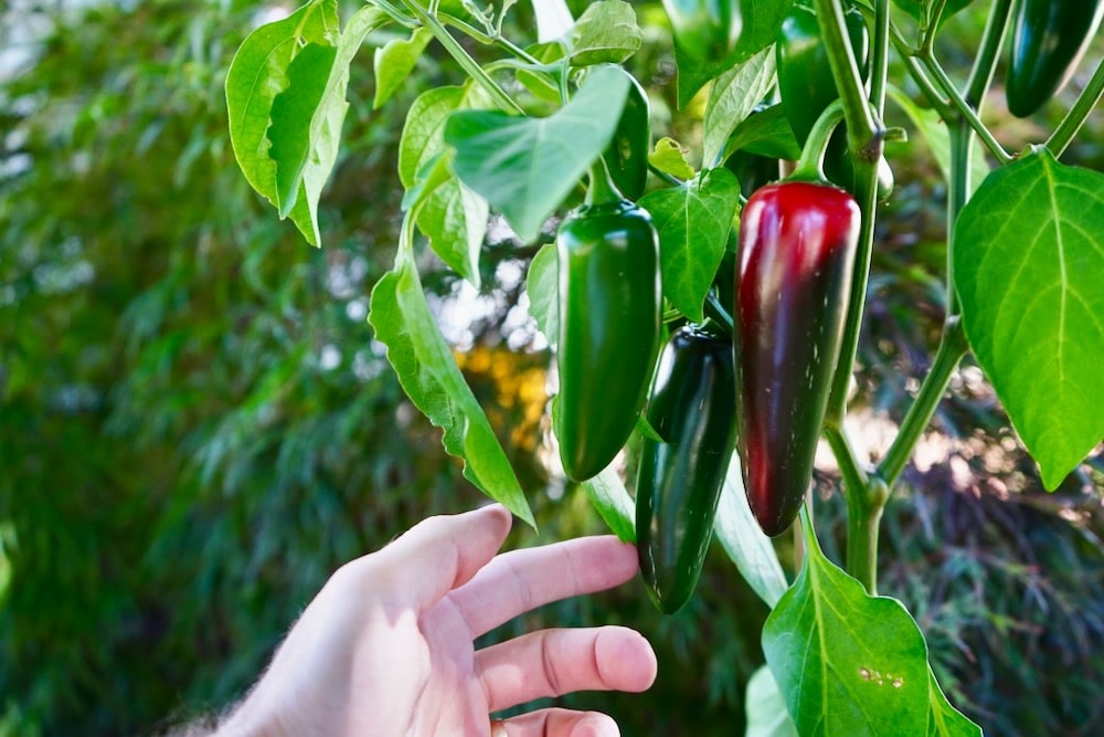 Pepper Trouble? These 5 Mistakes Might Be the Reason – SavanaGarden