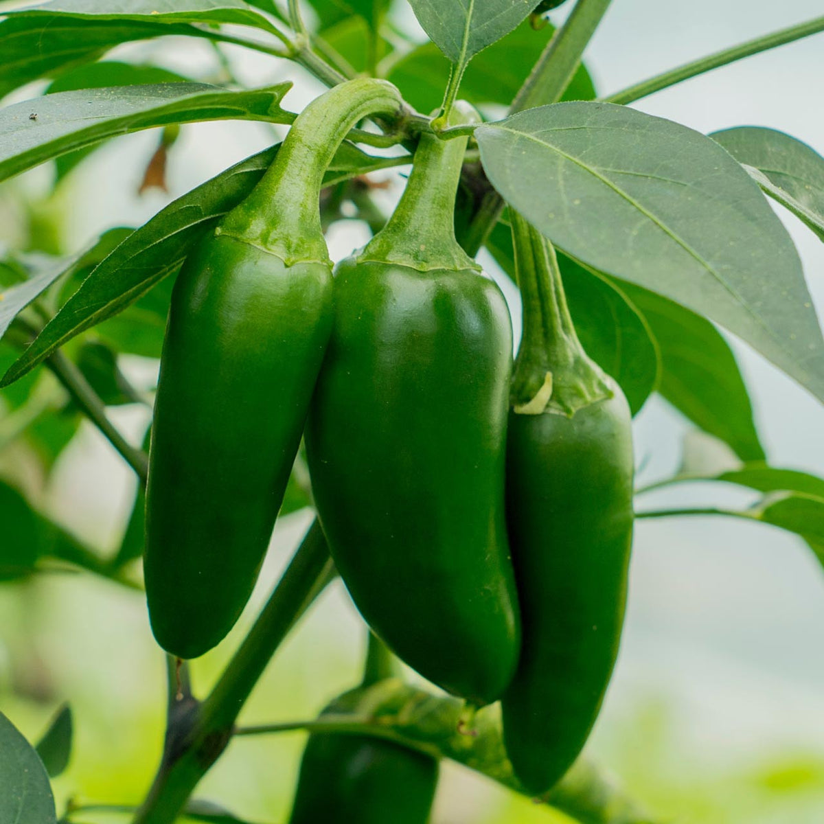5 Pepper Growing Tips for Hot Weather – SavanaGarden