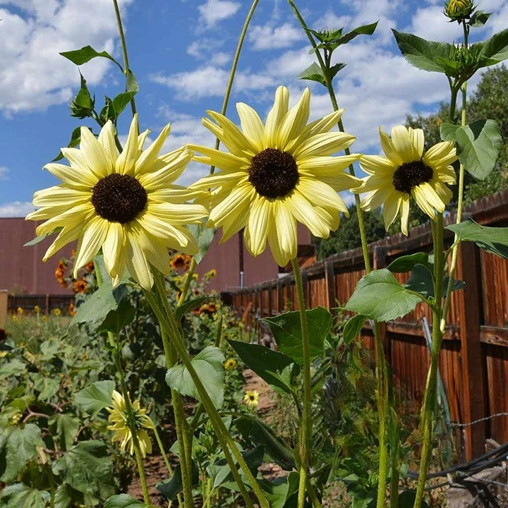 What to Plant in April: Expert Picks and Growing Tips – SavanaGarden