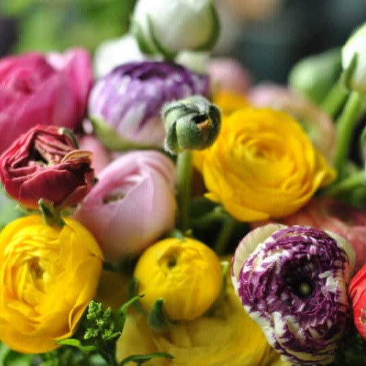 Cultivating Colorful Ranunculus: Adding Diversity and Beauty to Your G ...