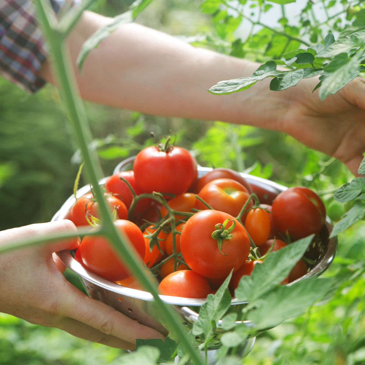 Say Goodbye to Bland Tomatoes and Grow Your Own Juicy Ones – SavanaGarden